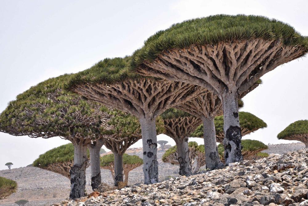 Dragon's Blood Tree (Dracaena cinnabari) - Garden.org
