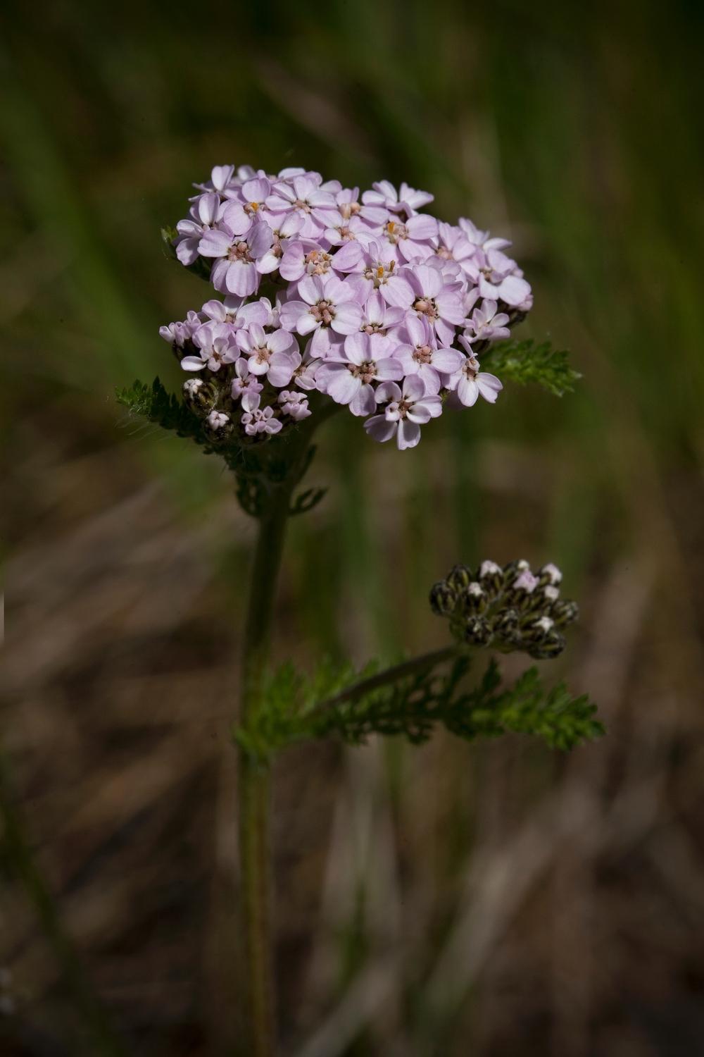 Boreal Yarrow (Achillea millefolium var. borealis) in the Yarrows ...