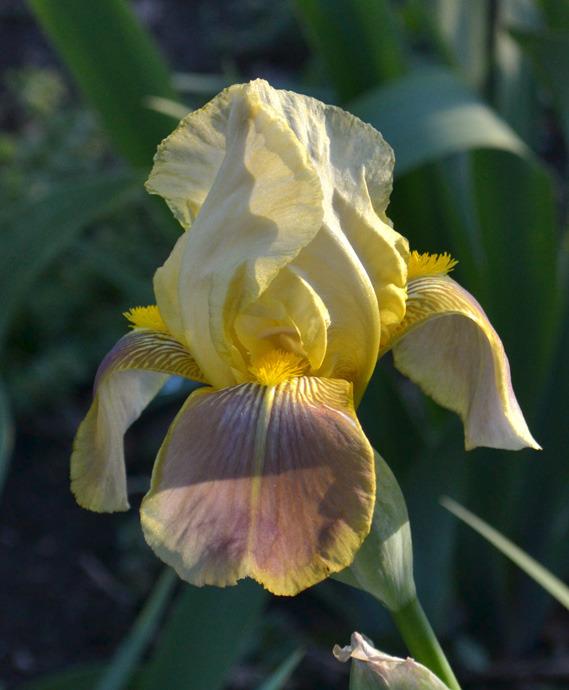 Tall Bearded Iris (Iris 'Cameliard') in the Irises Database - Garden.org