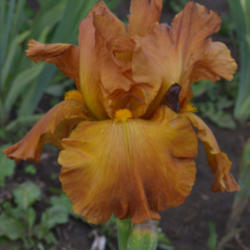 Tall Bearded Iris (Iris 'Cable Car') in the Irises Database - Garden.org