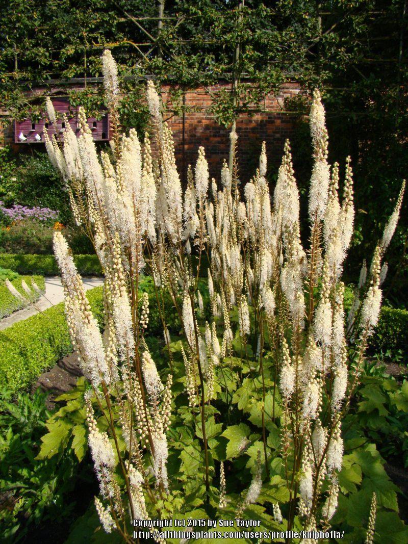 Photo of the bloom of Kamchatka Bugbane (Actaea matsumurae 'White Pearl ...