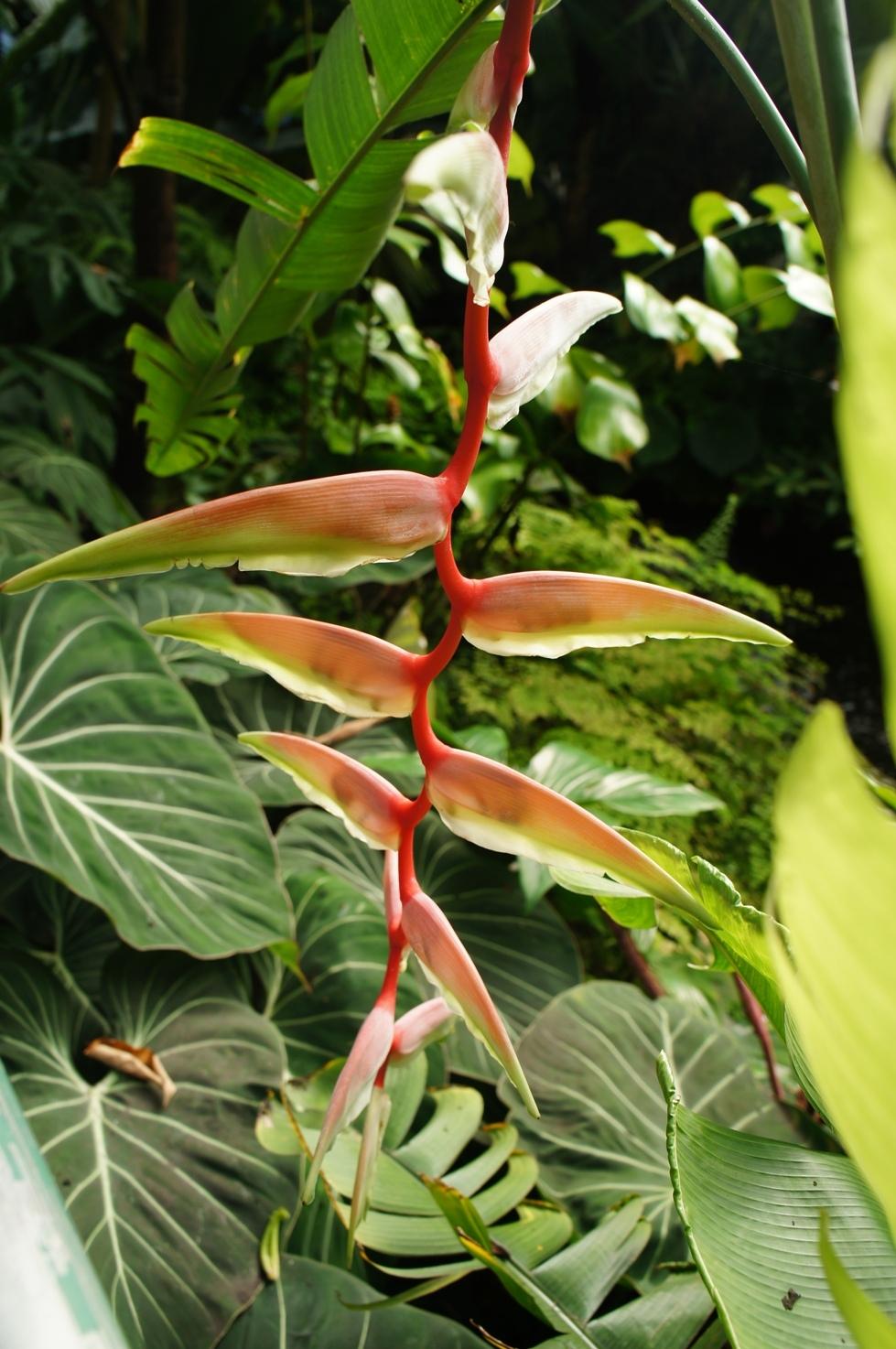 Pink Flamingo Heliconia (Heliconia chartacea 'Sexy Pink') - Garden.org