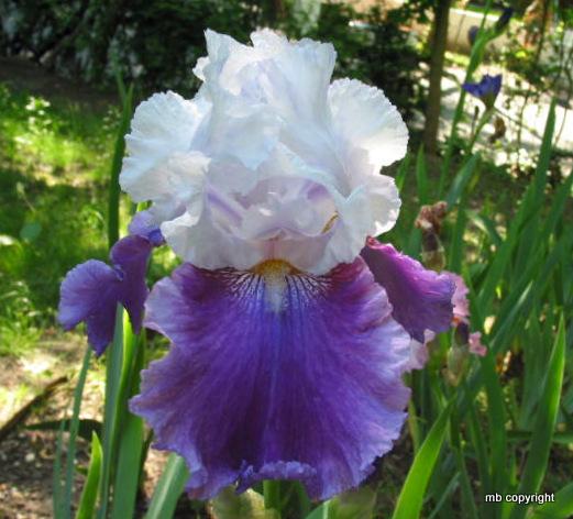 Tall Bearded Iris (Iris 'World Class') in the Irises Database - Garden.org