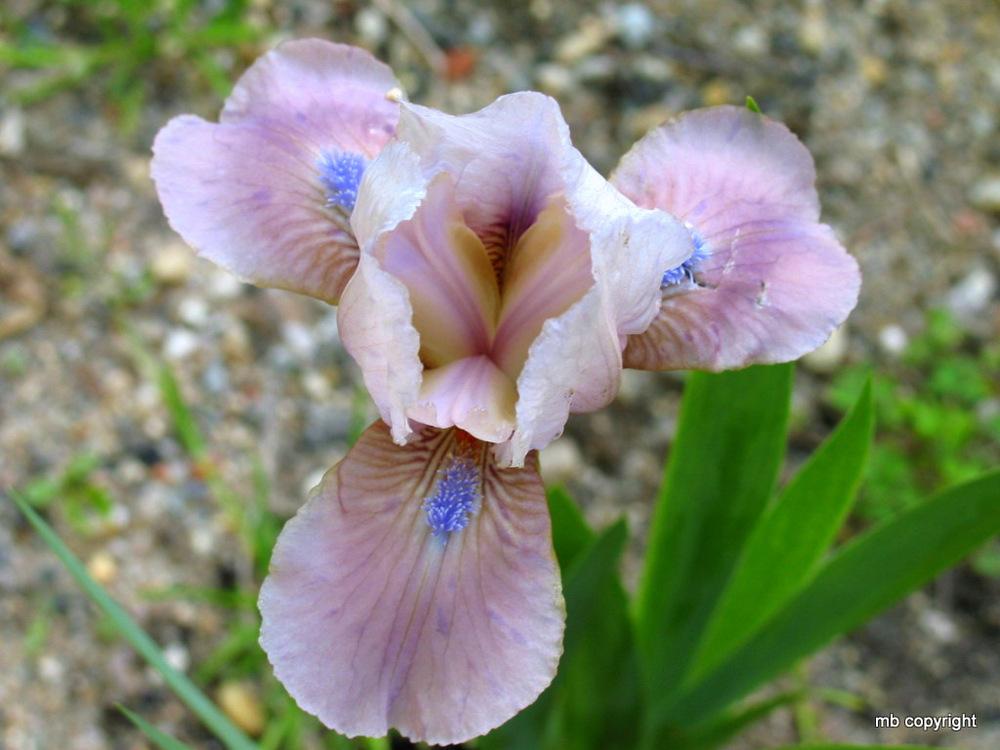 Photo of the bloom of Standard Dwarf Bearded Iris (Iris 'Windrose ...