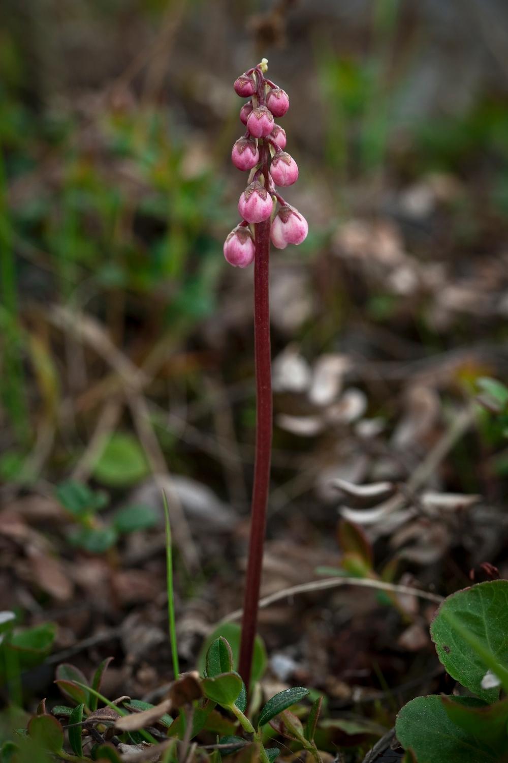 Snowline wintergreen (Pyrola minor) - Garden.org