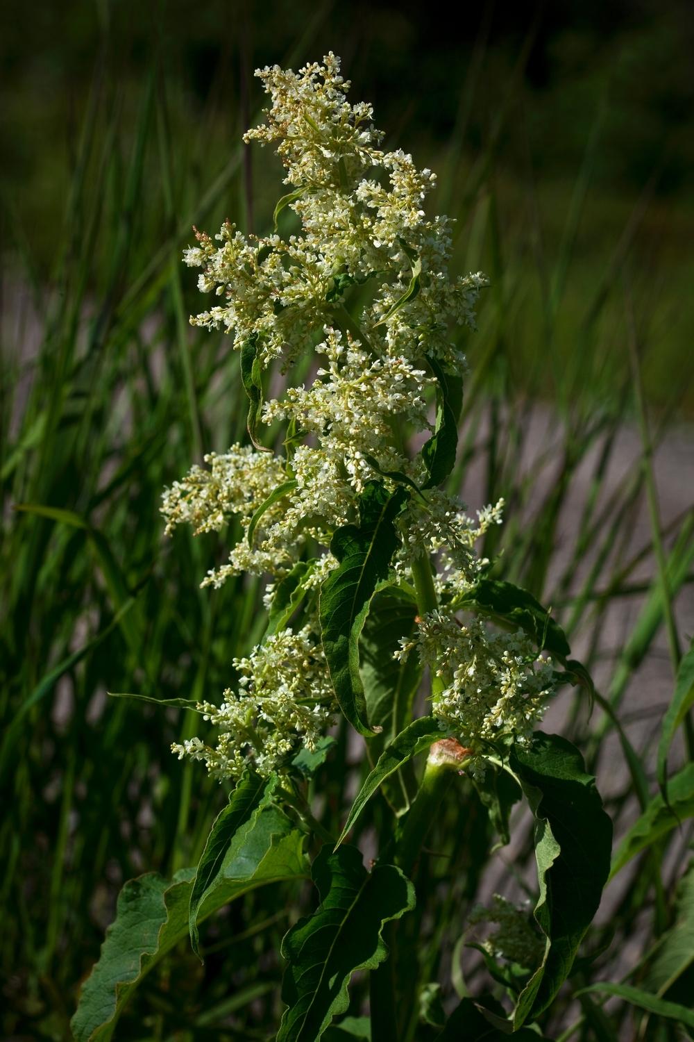 Alaska Wild Rhubarb (Koenigia alaskana) - Garden.org