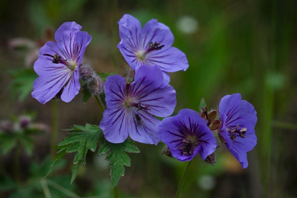 Geranium (Geranium erianthum) in the Geraniums Database - Garden.org