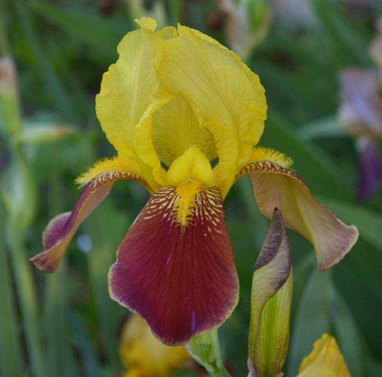 Tall Bearded Iris (Iris 'Madison Cooper') in the Irises Database ...