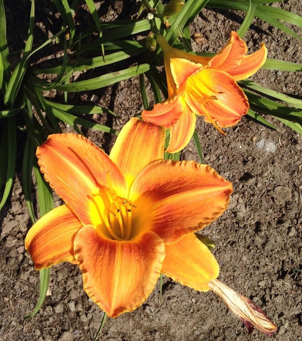 Photo of the bloom of Daylily (Hemerocallis 'Bright Sunset') posted by ...