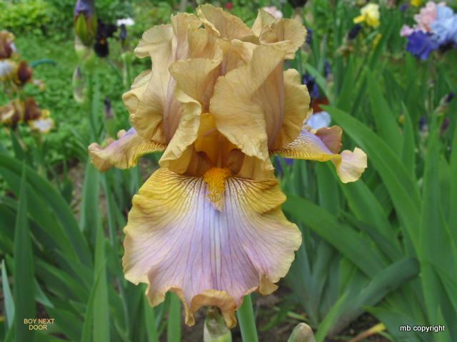Photo of the bloom of Tall Bearded Iris (Iris 'Boy Next Door') posted ...