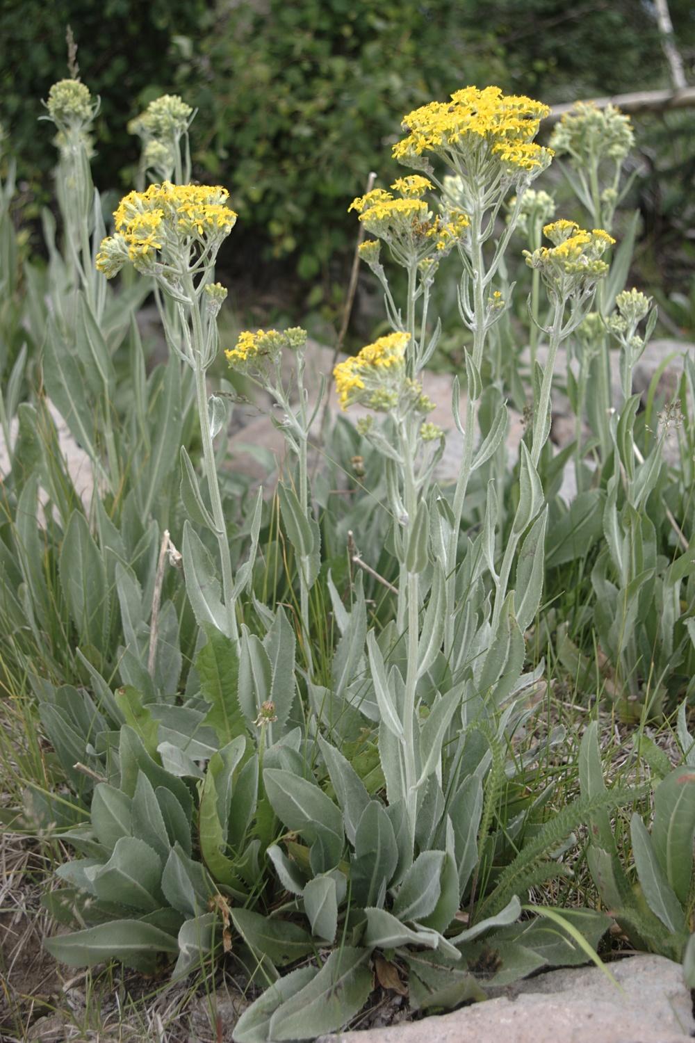 Tall blacktip ragwort (Senecio atratus) - Garden.org