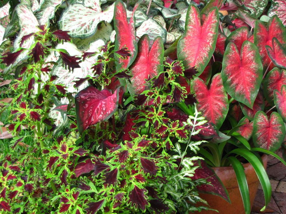 Photo of the entire plant of Fancy-leaf Caladium (Caladium 'Bombshell ...