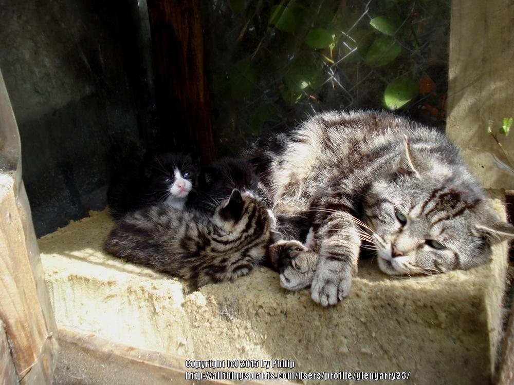 Big Feral Tom Cat. in the Gardening for Wildlife forum - Garden.org
