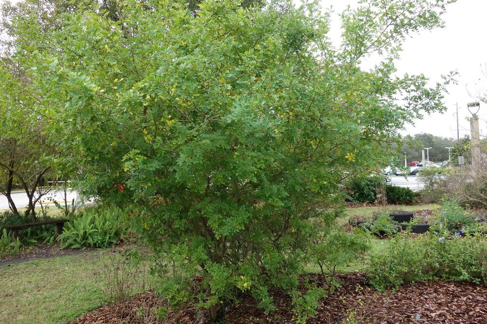 Photo of the entire plant of Wild Lime (Zanthoxylum fagara) posted by ...