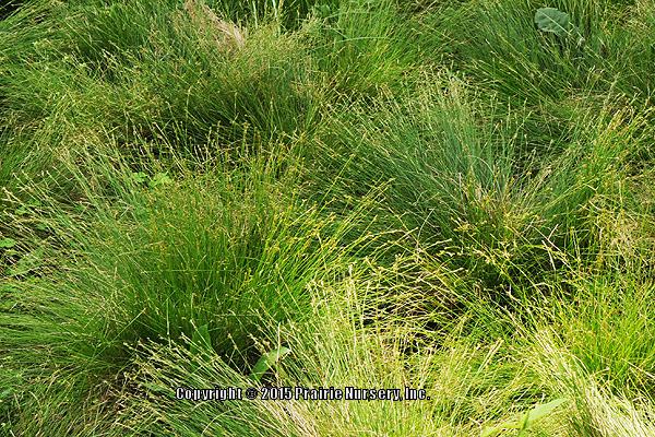 Photo of the entire plant of Ivory Sedge (Carex eburnea) posted by Joy ...