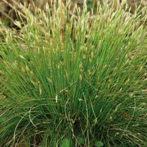 Ivory Sedge (Carex eburnea) in the Sedges Database - Garden.org