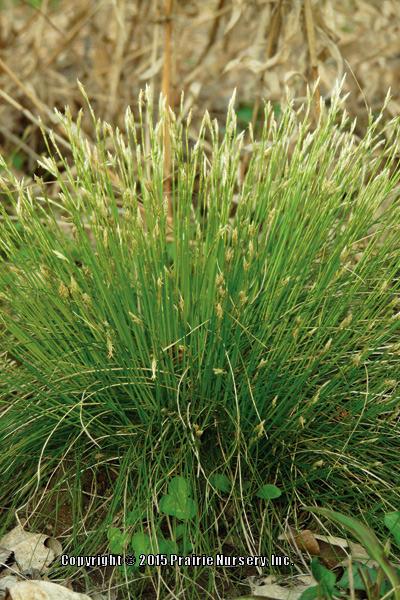 Ivory Sedge (Carex eburnea) in the Sedges Database - Garden.org