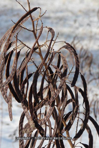 Senna Hebecarpa Seed Pods