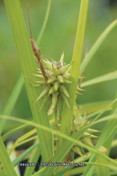 Sedges: Plant Care and Collection of Varieties - Garden.org