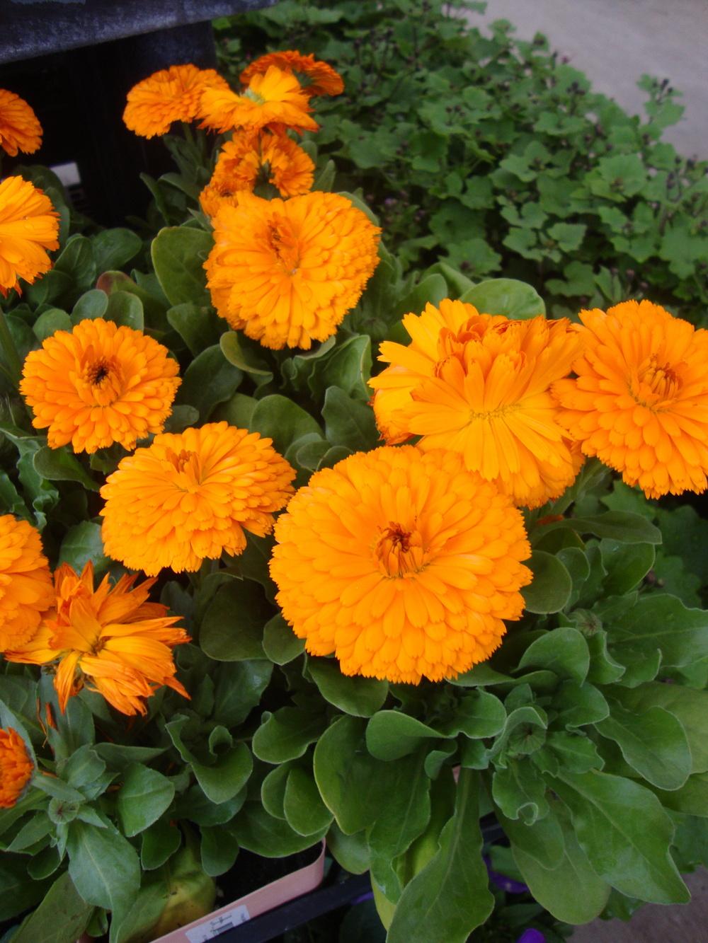Photo of the entire plant of Calendula Bon Bon™ Orange posted by ...