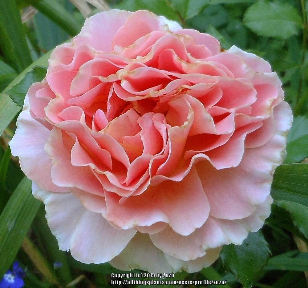 Rose (Rosa 'Caribbean Breeze') in the Roses Database - Garden.org