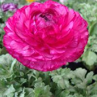 Photo of the bloom of Ranunculus 'Mache Mix' posted by Paul2032 ...