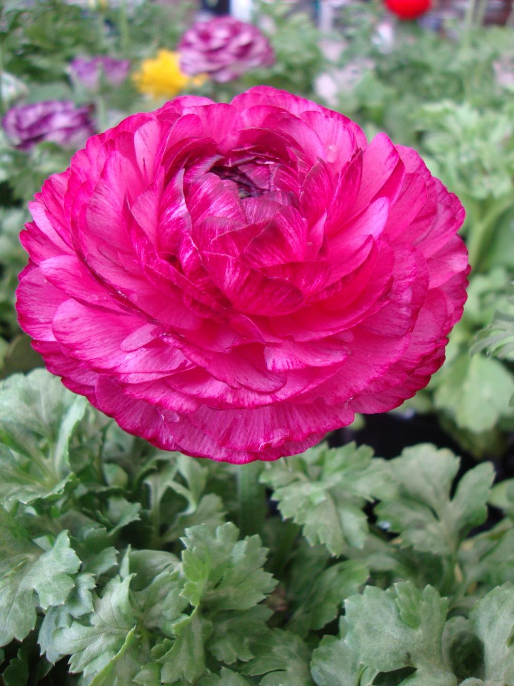 Photo of the bloom of Ranunculus 'Mache Mix' posted by Paul2032 ...