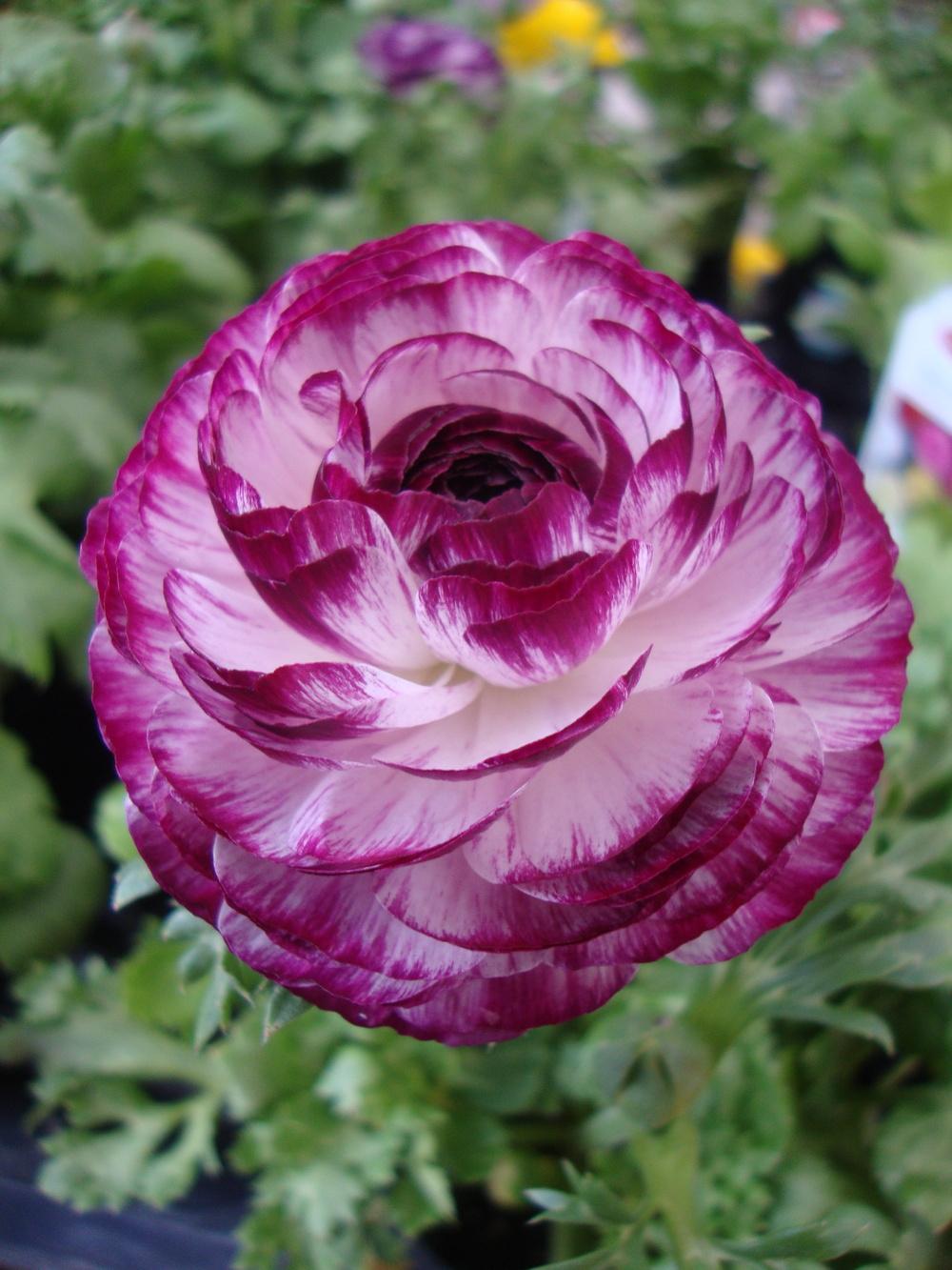 Photo of the bloom of Ranunculus 'Mache Mix' posted by Paul2032 ...