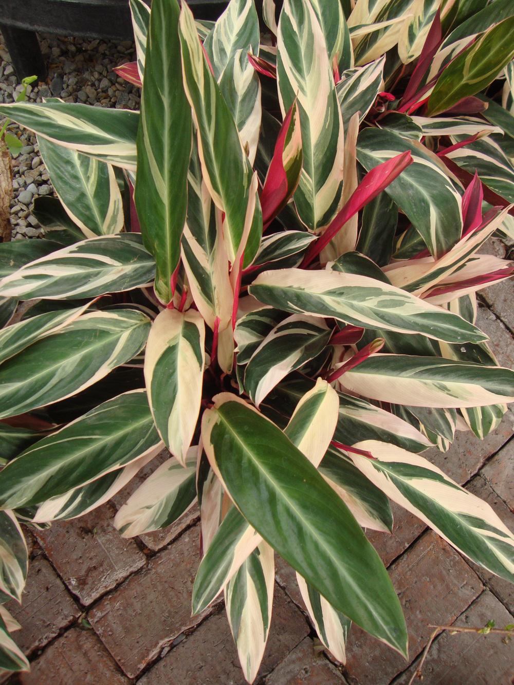 Photo of the entire plant of Stromanthe (Stromanthe thalia 'Triostar ...