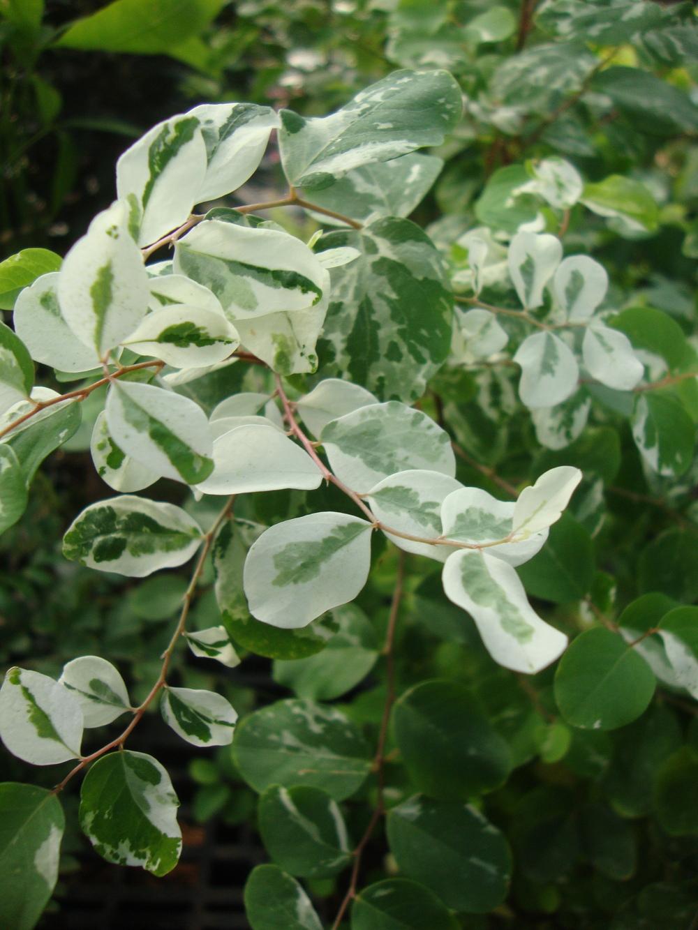 Dwarf Snowbush (Breynia disticha 'Minima') - Garden.org