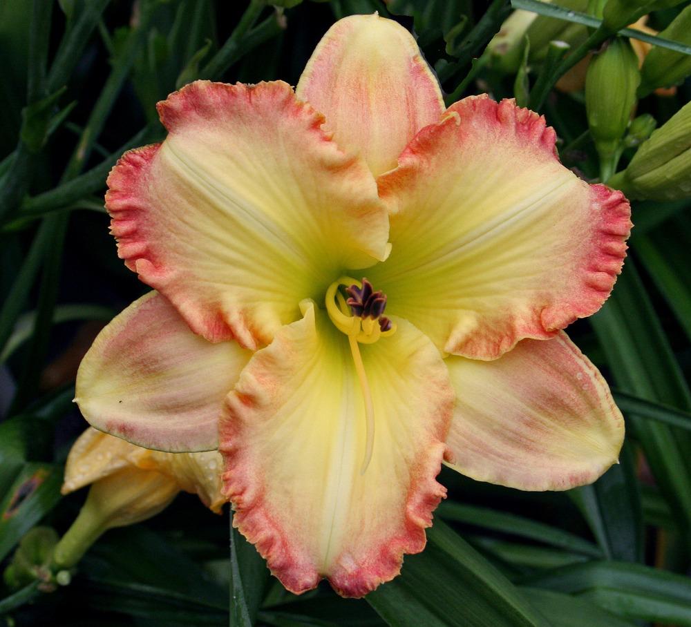 Photo of the bloom of Daylily (Hemerocallis 'Isle of Skye') posted by ...