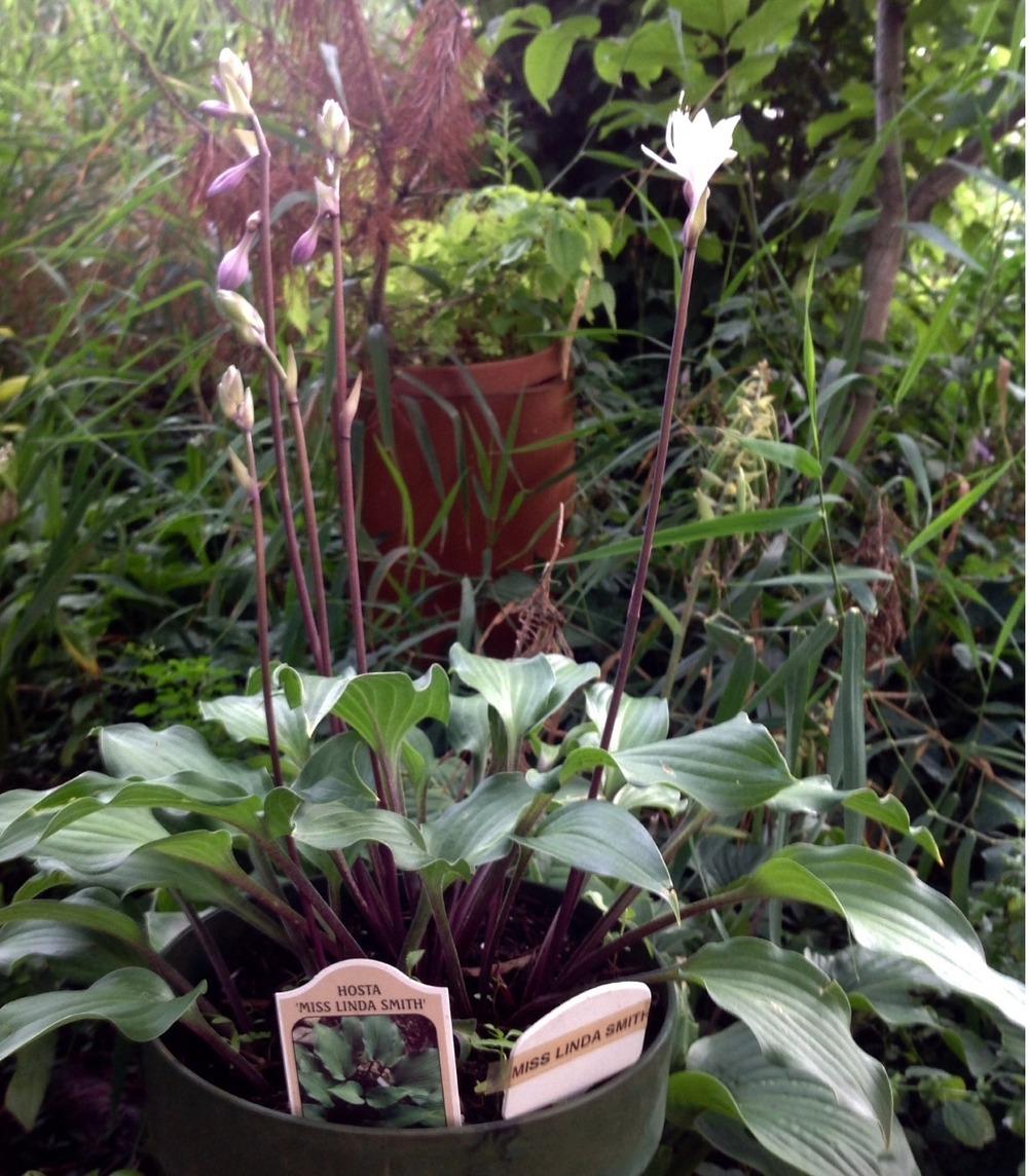 Hosta 'Miss Linda Smith' in the Hostas Database - Garden.org