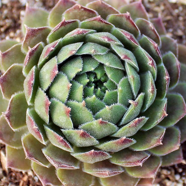 Photo of the entire plant of Hen and Chicks (Sempervivum 'Traci Sue ...