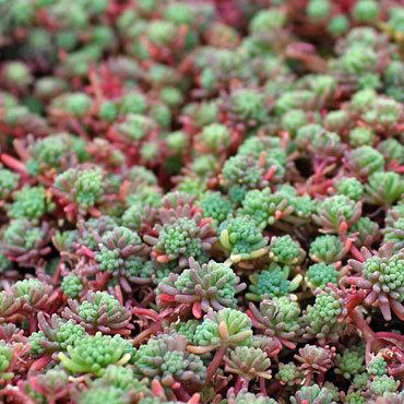 Photo of the leaves of Turkish Stonecrop (Sedum pallidum) posted by Joy ...
