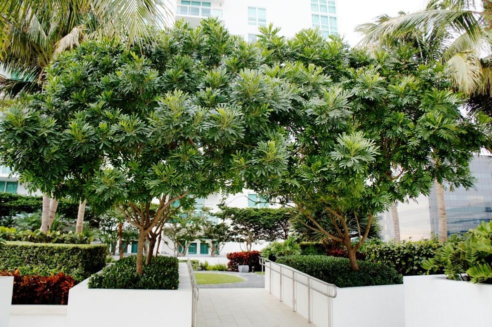 Photo of the entire plant of Japanese Fern Tree (Filicium decipiens ...