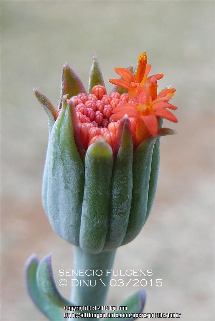 Photo of the closeup of buds, sepals and receptacles of Scarlet Kleinia ...