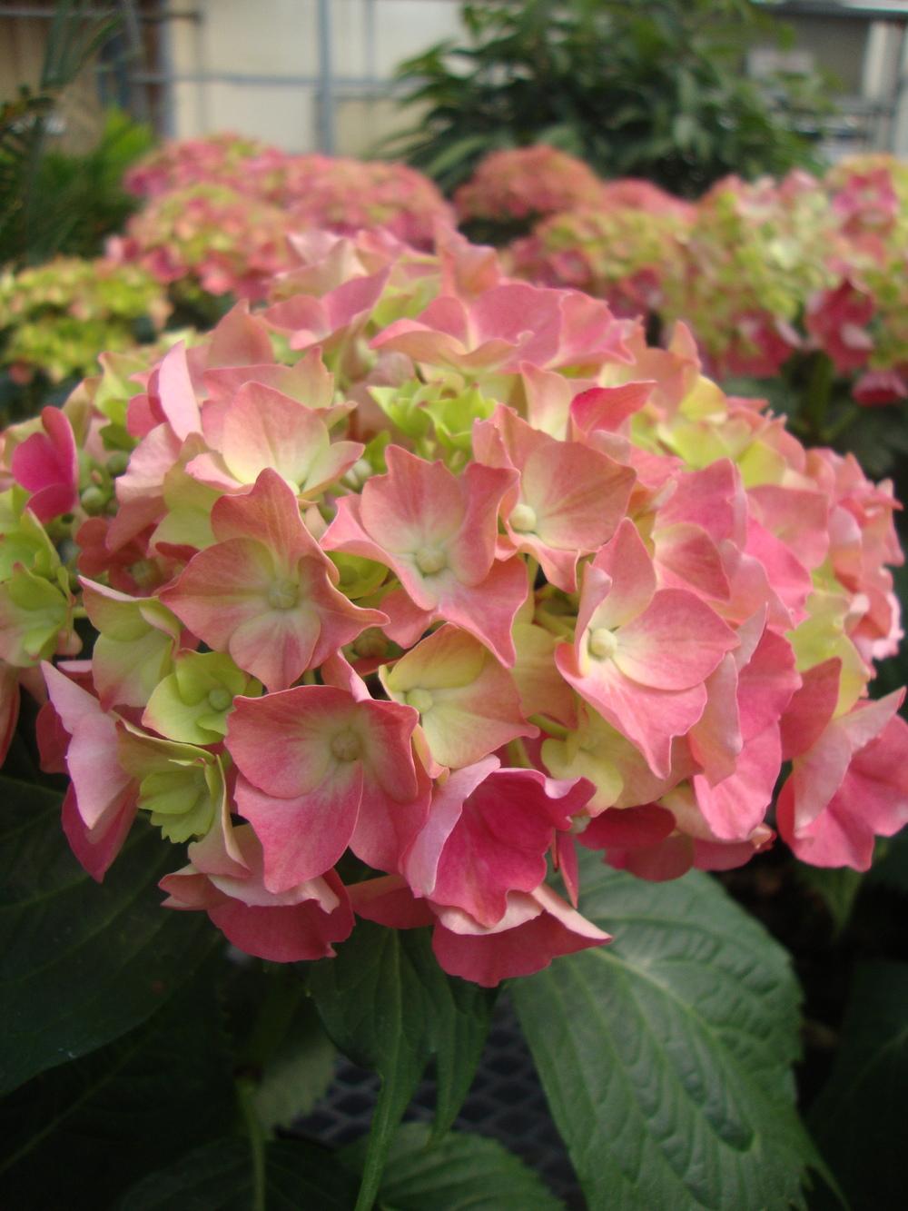 Photo of the bloom of Panicle Hydrangea (Hydrangea paniculata Fire ...