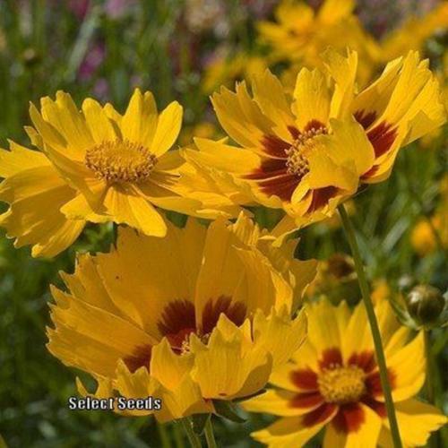 Lanceleaf Coreopsis (Coreopsis lanceolata 'Sterntaler') in the ...
