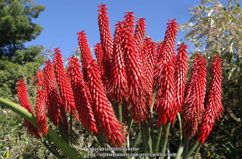 Photo of the bloom of Noble Aloe (Aloe excelsa) posted by Kelli ...