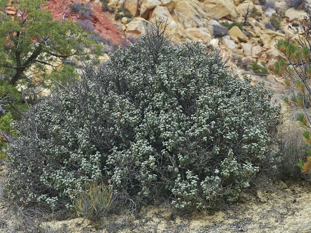 Photo of the entire plant of Roundleaf Buffaloberry (Shepherdia ...