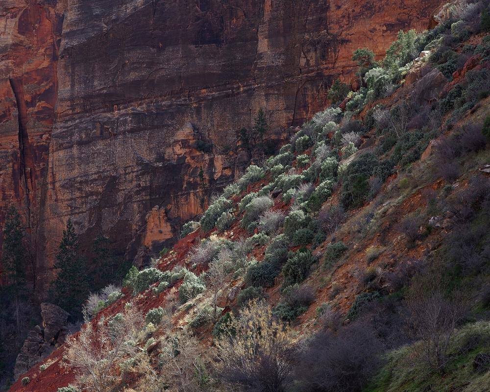 Roundleaf Buffaloberry (Shepherdia rotundifolia) - Garden.org