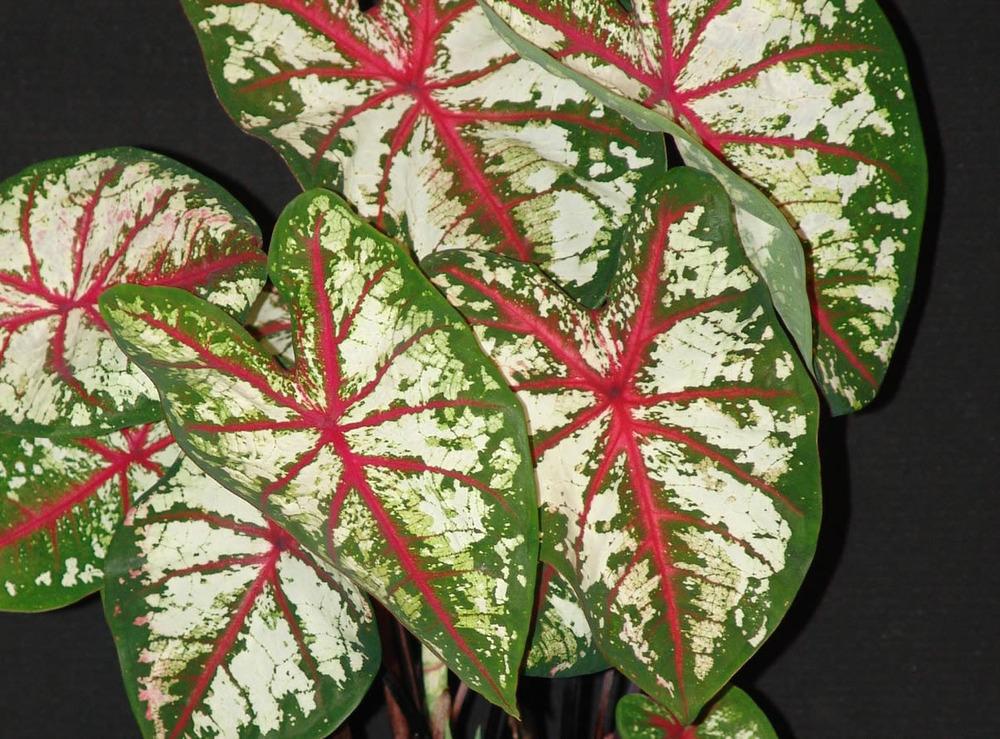 Fancy-leaf Caladium (Caladium 'Celebration') in the Caladiums Database ...