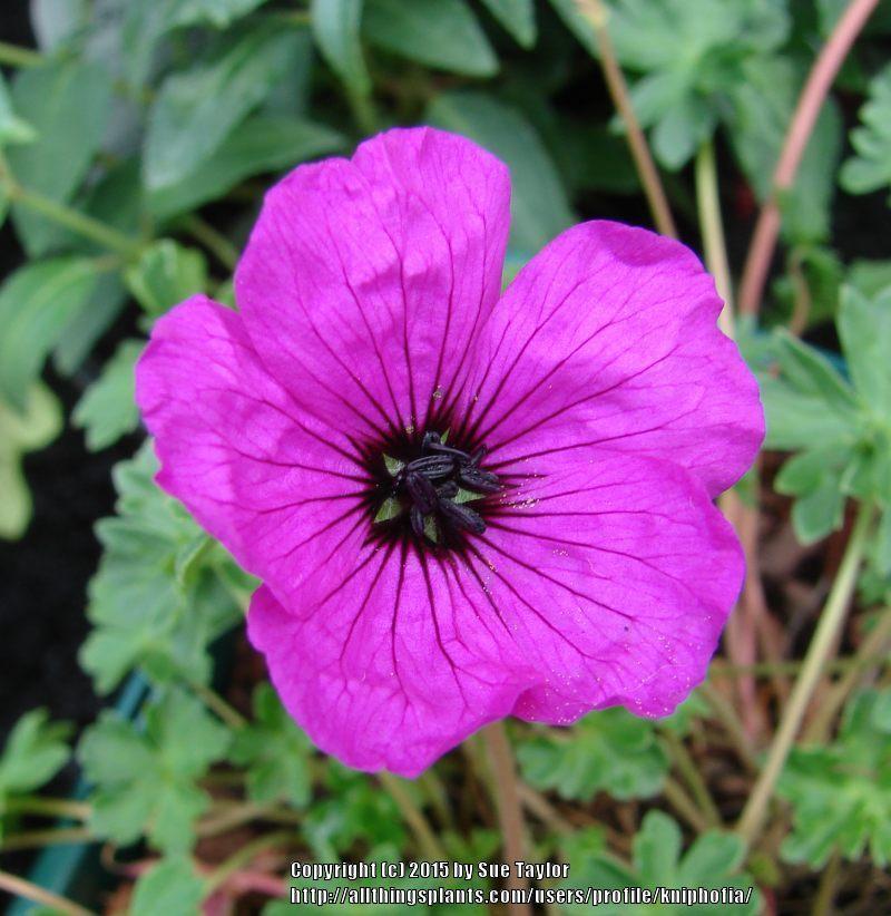 Greyleaf Geranium (Geranium cinereum 'Giuseppe') in the Geraniums ...