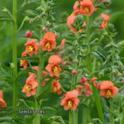 Mask Flower (Alonsoa meridionalis 'Coral Beauty') - Garden.org