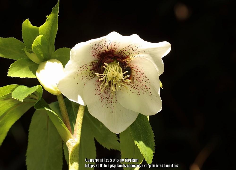 Hellebore (Helleborus x hybridus Spring Promise® Tiffany) in the ...