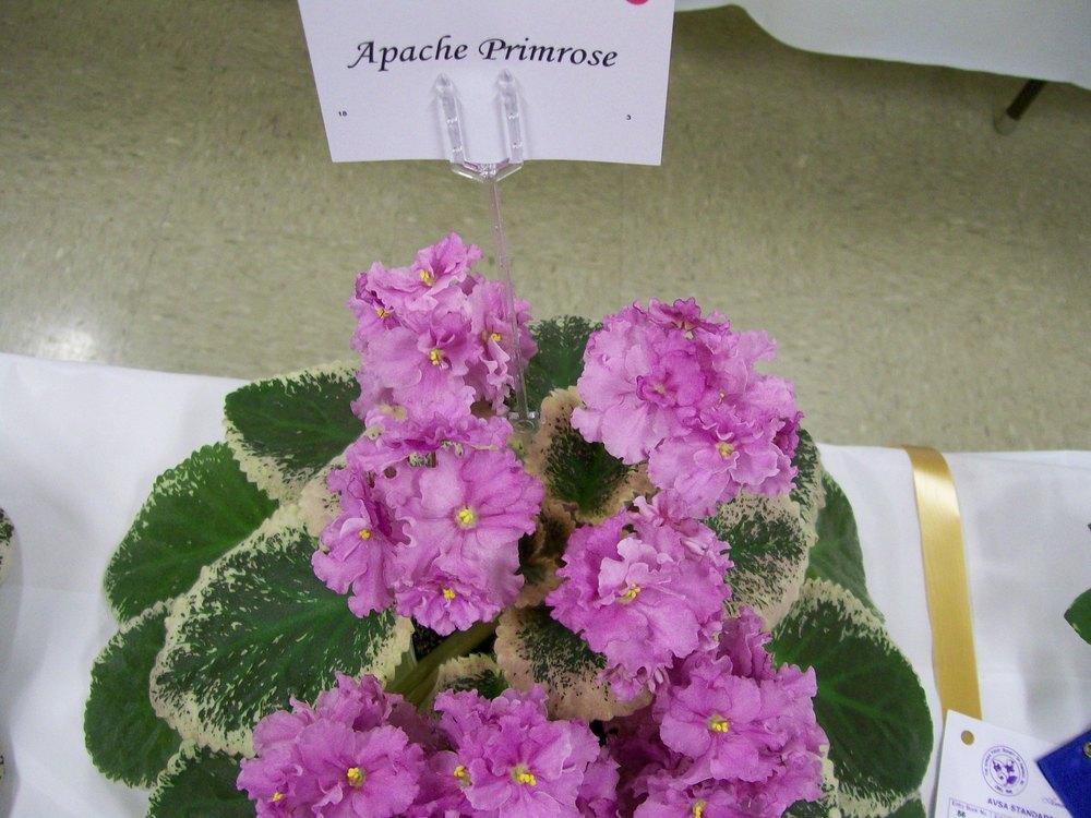 Photo of the entire plant of African Violet (Streptocarpus 'Apache ...