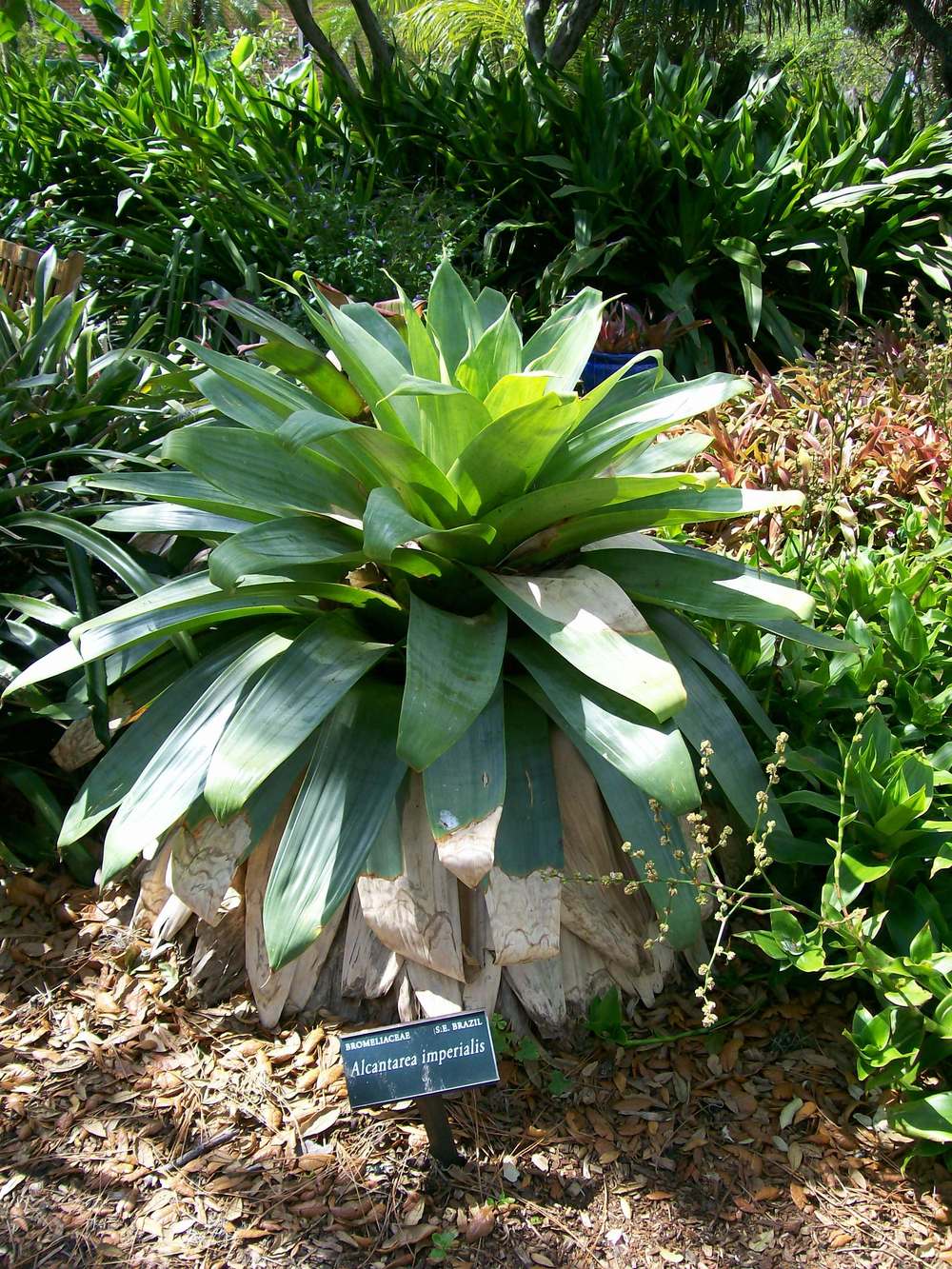 Photo of the entire plant of Imperial Bromeliad (Alcantarea imperialis ...