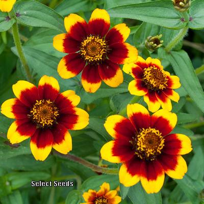 Mexican Zinnia (Zinnia haageana 'Chippendale') - Garden.org