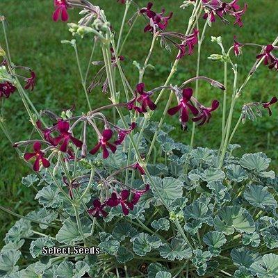 Photo of the entire plant of South African Geranium (Pelargonium ...
