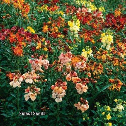 English Wallflower (Erysimum cheiri 'Fair Lady Mix') - Garden.org